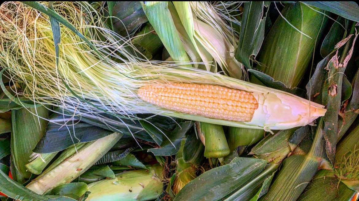 商品詳細ページ | tabeloop(たべるーぷ) | 【予約商品】ヤングコーン(ゴールドラッシュ)