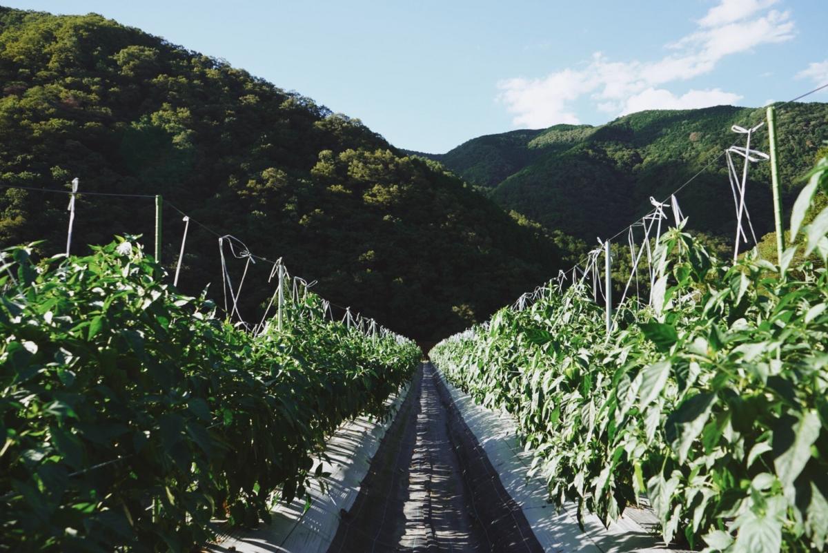 商品詳細ページ | tabeloop(たべるーぷ) | 【予約商品】たじまのピーマン2kg