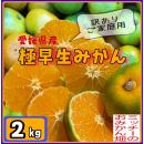 商品詳細ページ | tabeloop(たべるーぷ) | 【四国 九州 本州のお客様用】極早生 温州みかん【訳あり】《えひめ県産》